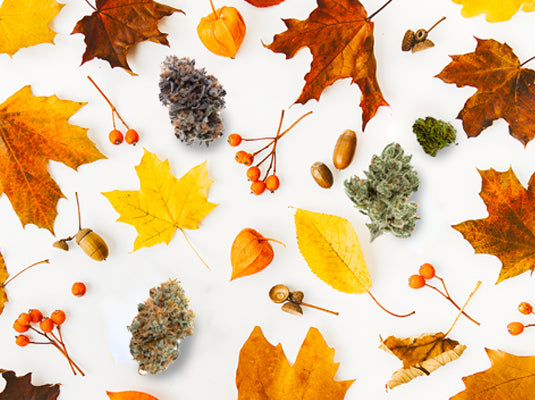 Strains-to-Cozy-Up-With-This-Fall_GreenLabs_blog_1200x630.jpg?v=1631291222